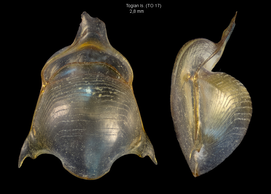 Cavoliniidae - Naturfoto Ingo Kurtz