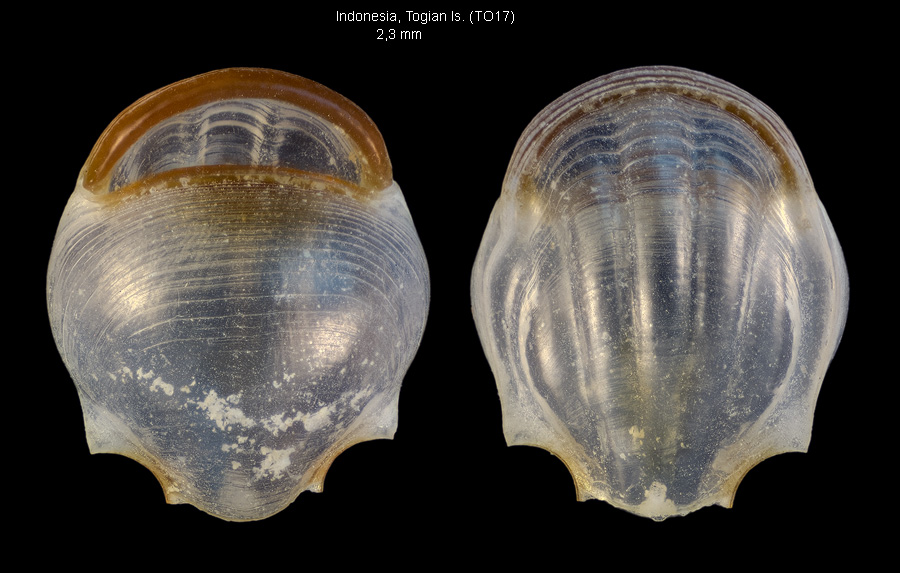 Cavoliniidae - Naturfoto Ingo Kurtz