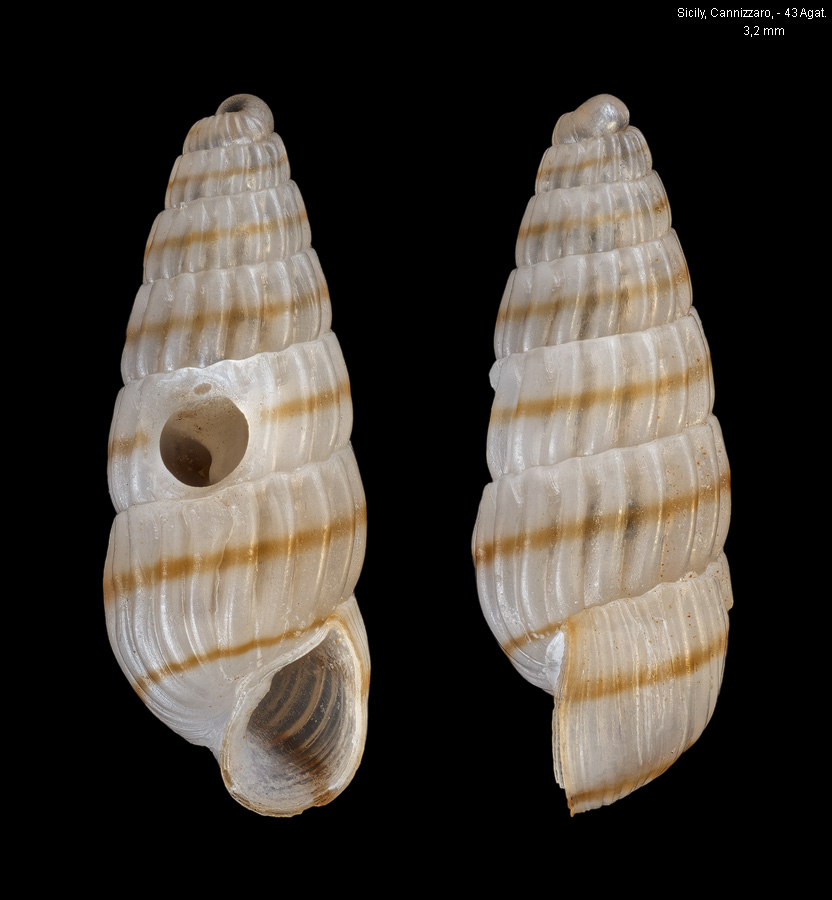 Pyramidellidae - Megastomia, Odostomia, Odostomella - Naturfoto Ingo Kurtz