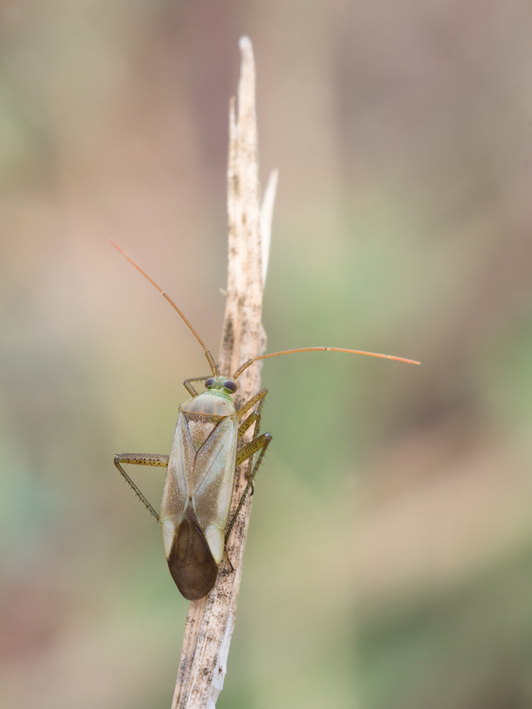 Weichwanzen - Naturfoto Ingo Kurtz