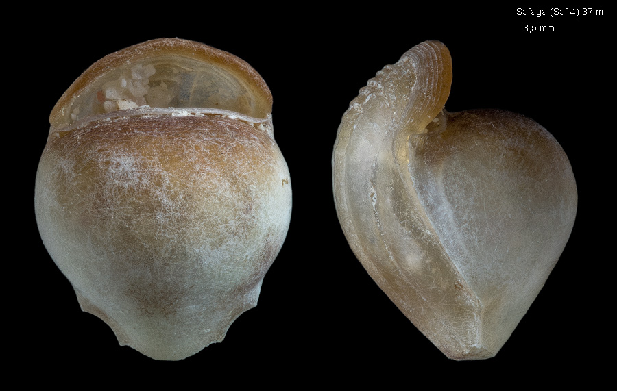 Cavoliniidae - Naturfoto Ingo Kurtz