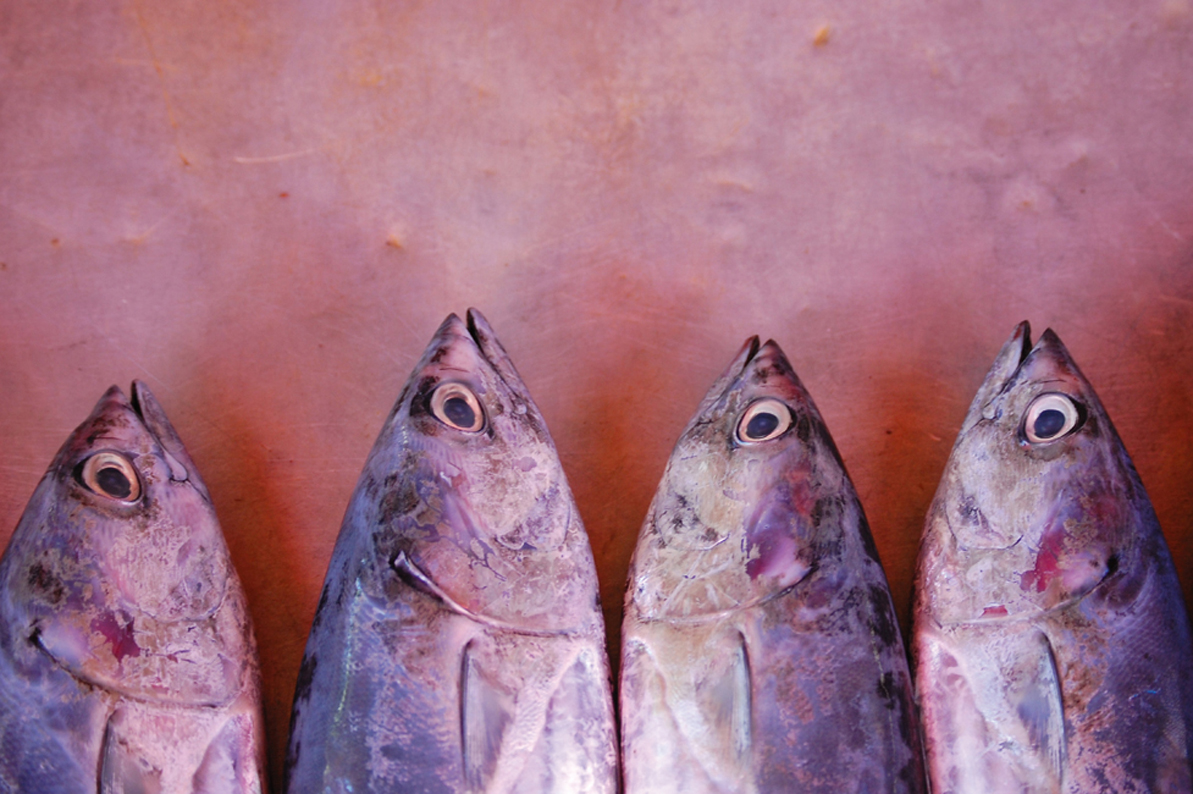 Fish - Master the Photography - edgART.ch - Edgar Zollinger