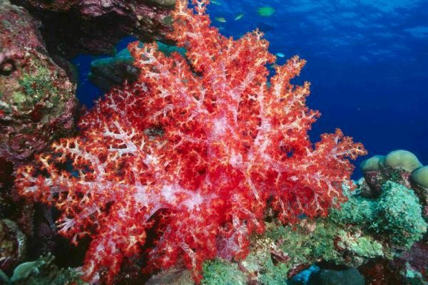 Coralli Molli - Benvenuti su acqualife!