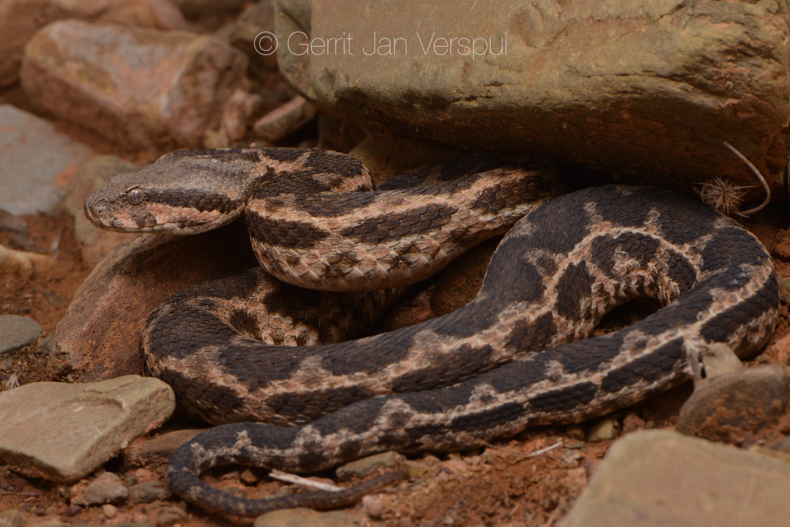 Southern Morocco in autumn - G.J. Verspui - Amphibian & Reptile Adventures