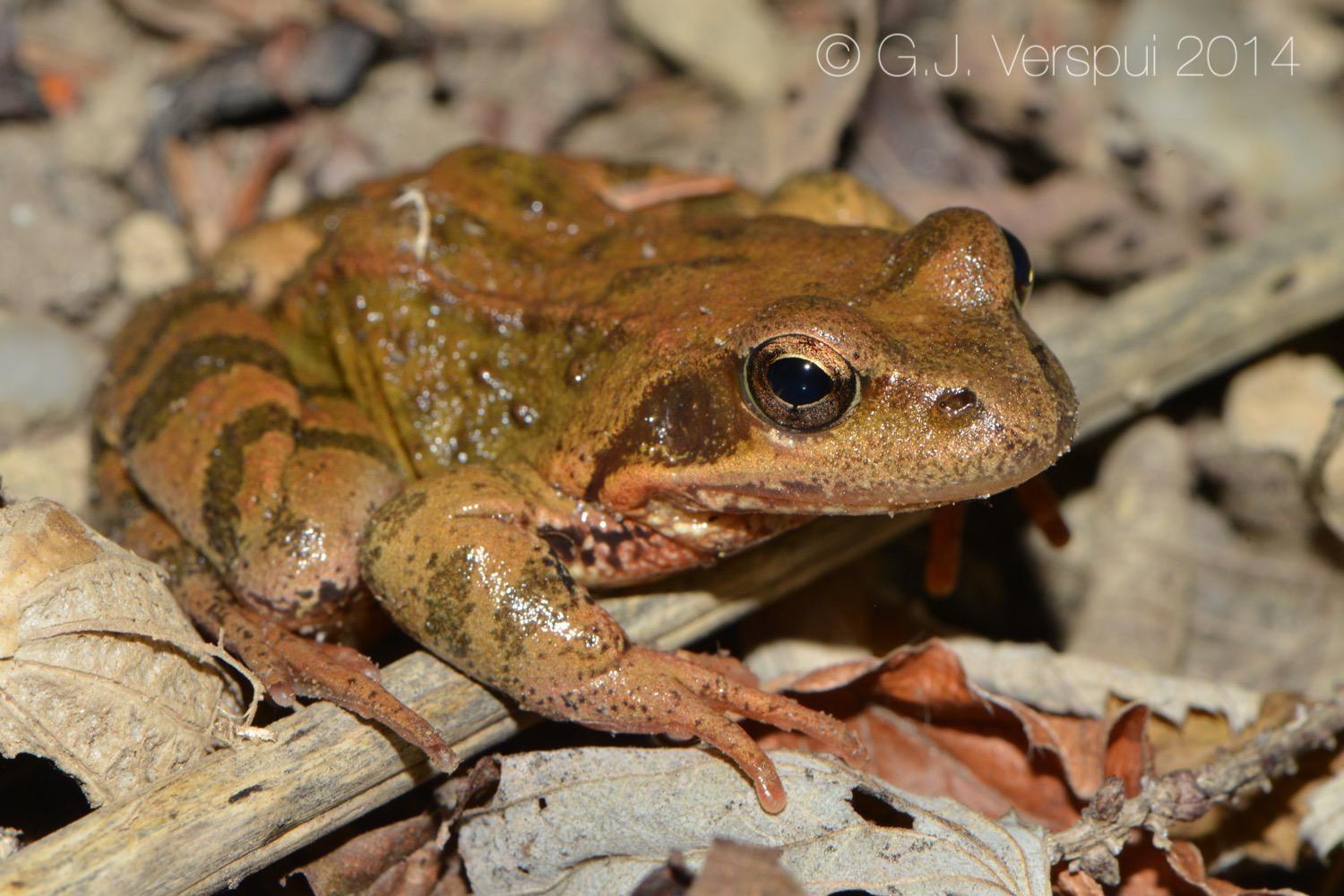 Romania & Bulgaria 10 2014 - G.J. Verspui - Amphibian & Reptile Adventures