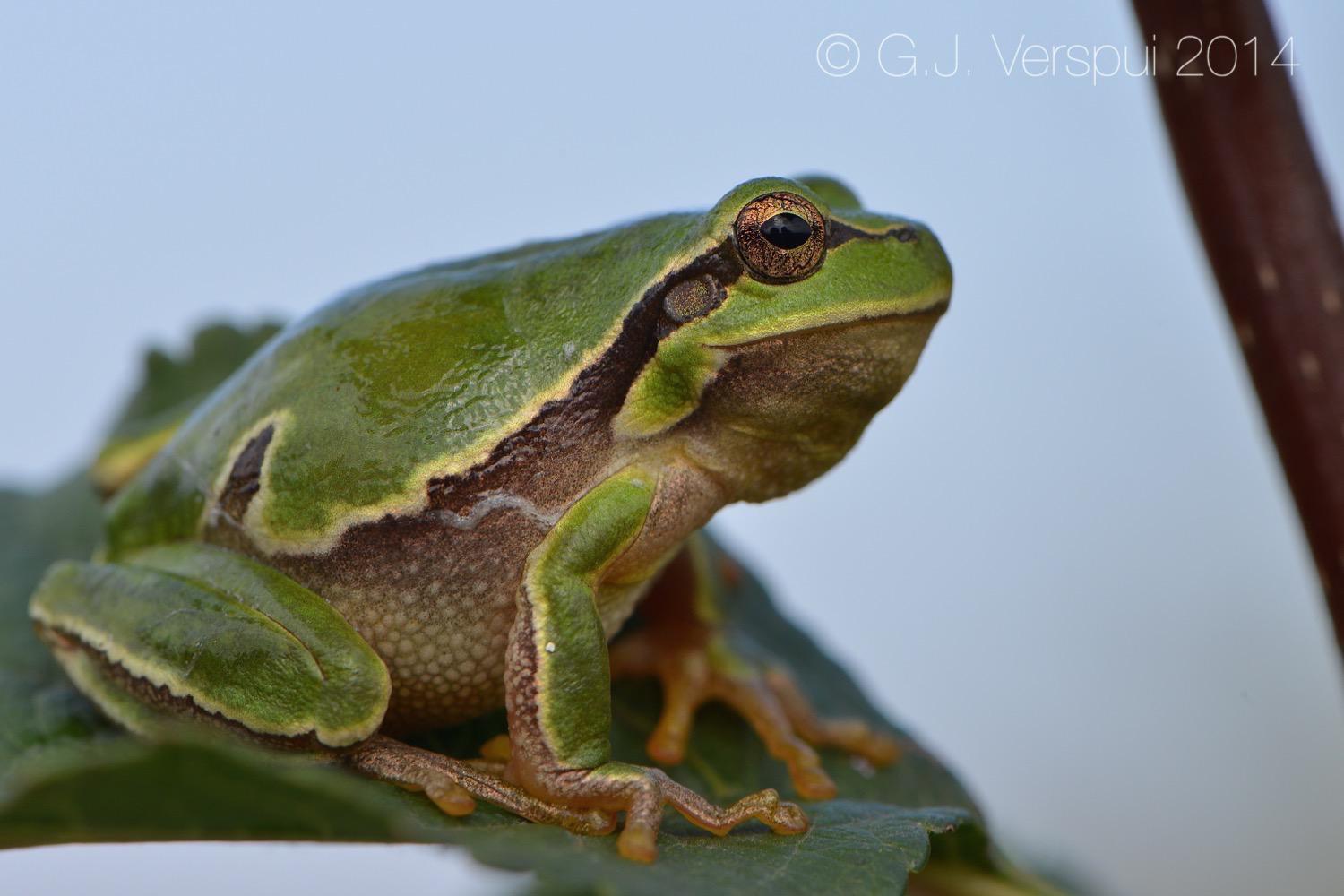 Romania & Bulgaria 10 2014 - G.J. Verspui - Amphibian & Reptile Adventures