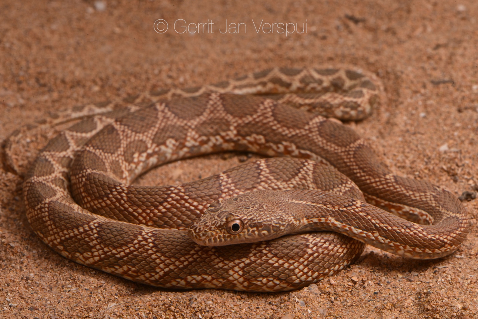 Southern Morocco in autumn - G.J. Verspui - Amphibian & Reptile Adventures