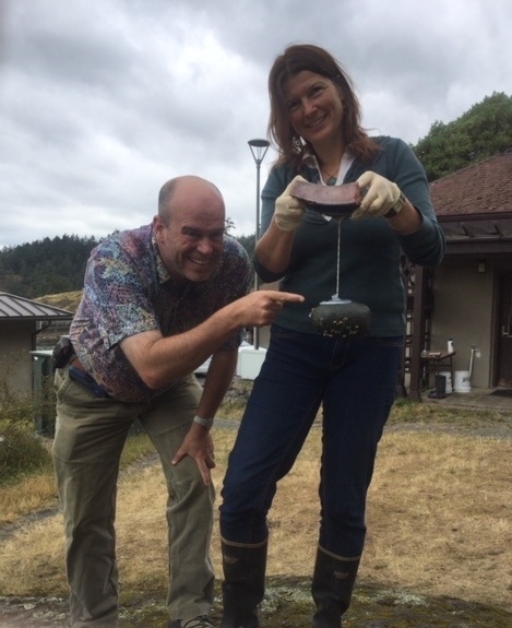 Northern Clingfish (Gobiesox maeandricus) - petraditsches Webseite!