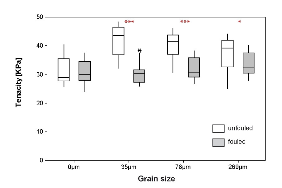 Northern Clingfish (Gobiesox maeandricus) - petraditsches Webseite!