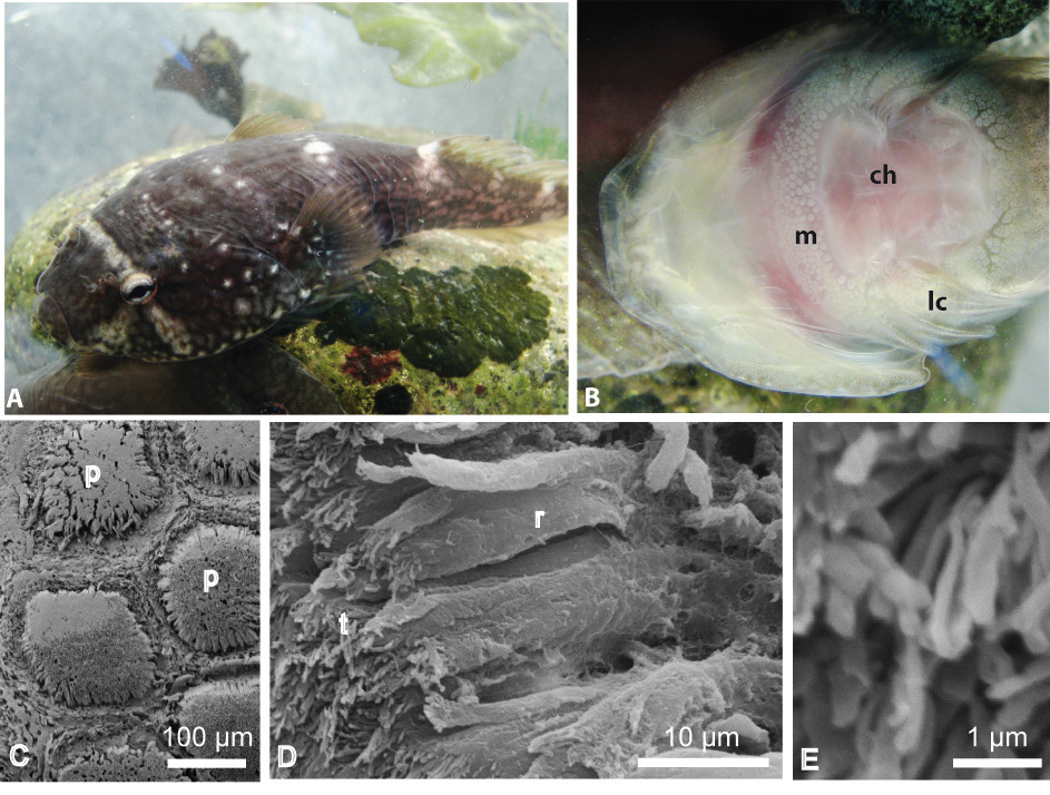 Northern Clingfish (Gobiesox maeandricus) - petraditsches Webseite!