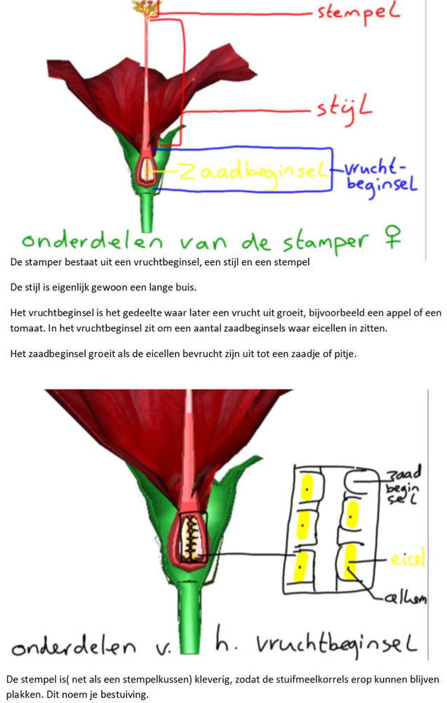 les 1: wortelstelsels - biolerares