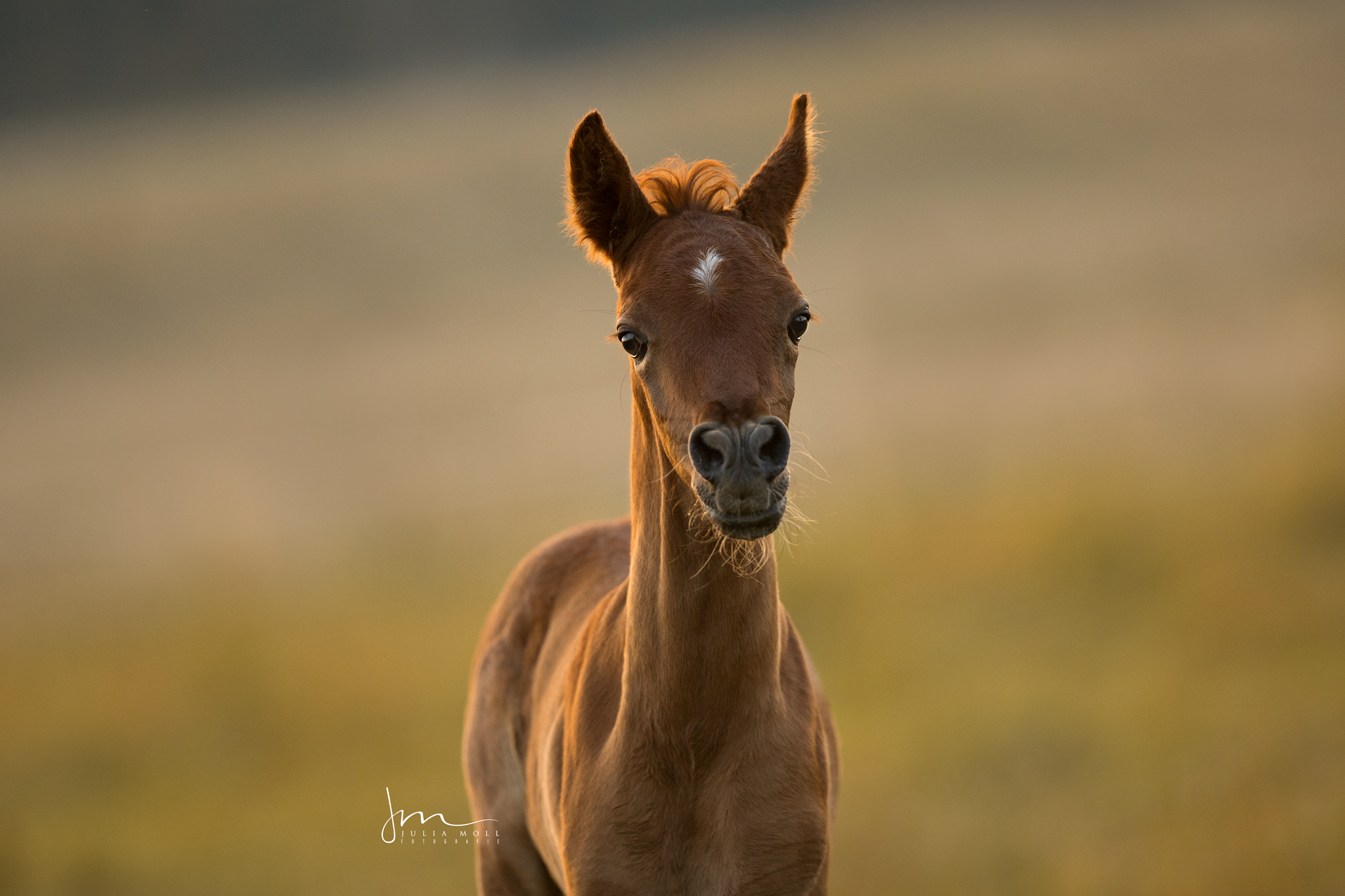 2018 - Faiza Arabians - Araber vom Dreiweiherhof