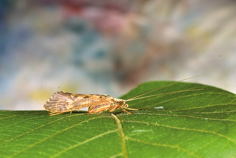 FLIES OF THE GMUNDNER TRAUN - NATURALS AND ARTIFICIALS - 1528542392s Webseite!