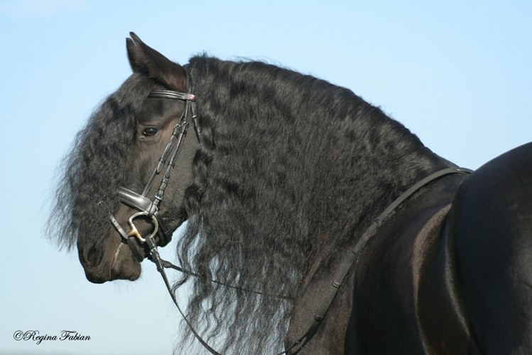ÜBER DAS FRIESENPFERD - Friesenfreunde Österreich
