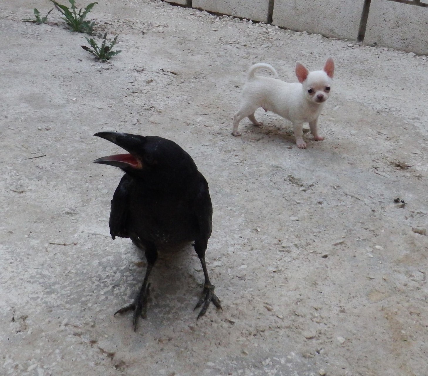 Fotos de Nuestros Cuervos - Criador de Cuervos papilleros, Corvus Corax