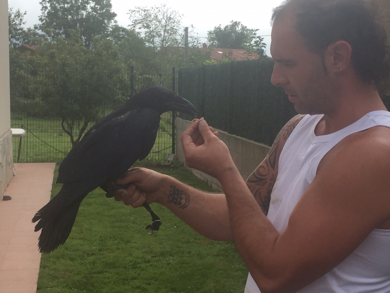 Fotos de Nuestros Cuervos - Criador de Cuervos papilleros, Corvus Corax