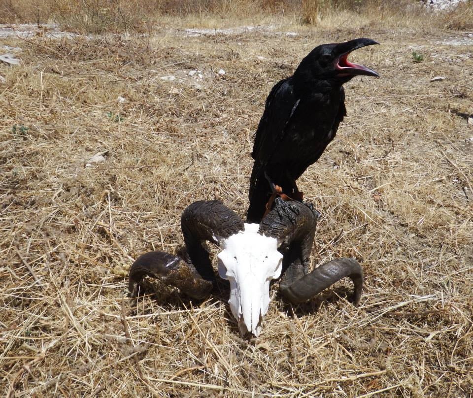 Fotos de Nuestros Cuervos - Criador de Cuervos papilleros, Corvus Corax