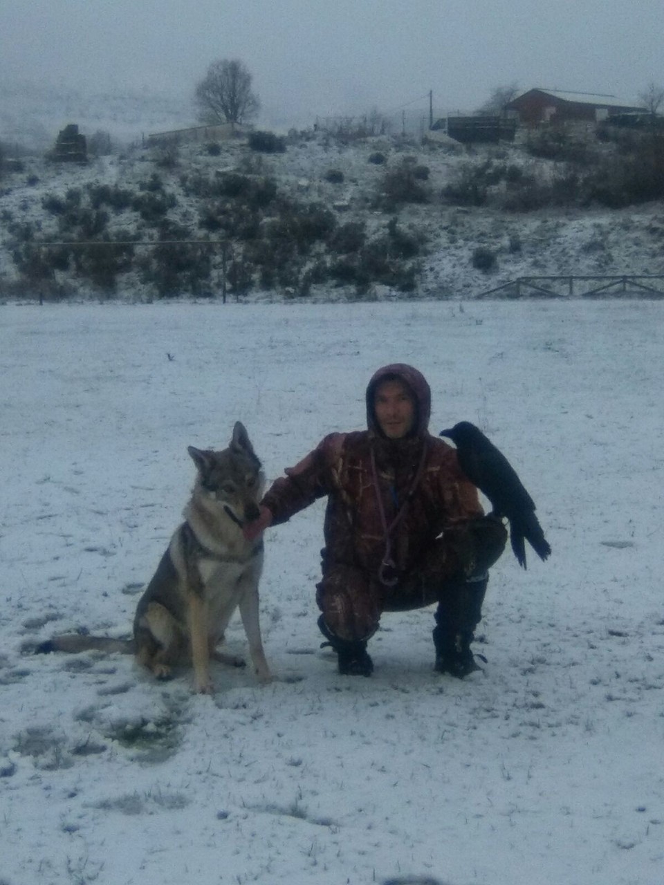Fotos de Nuestros Cuervos - Criador de Cuervos papilleros, Corvus Corax