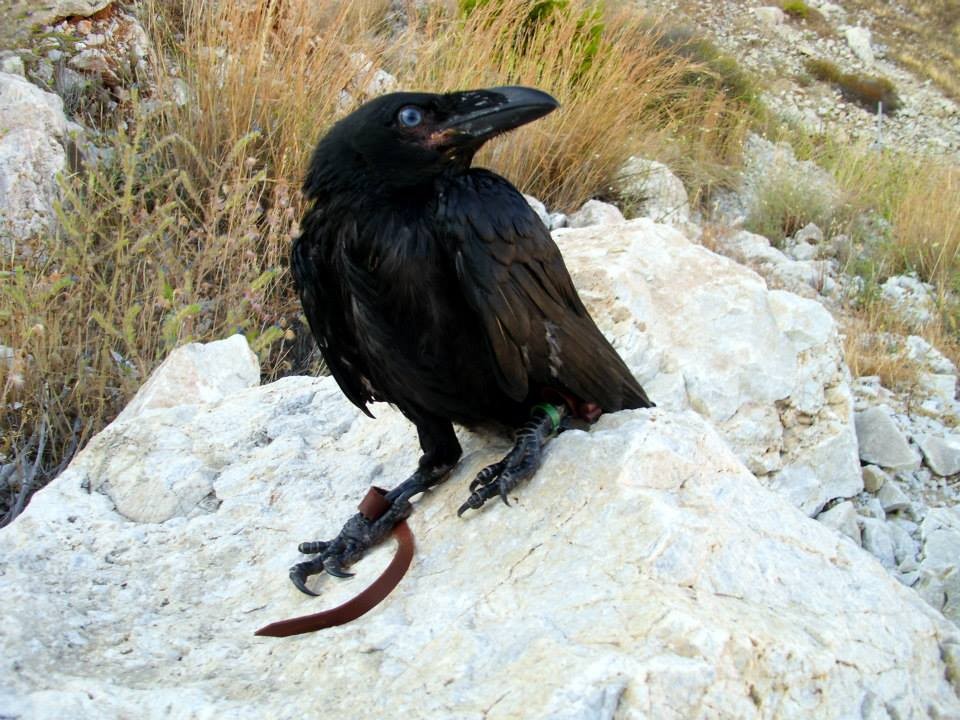 Fotos de Nuestros Cuervos - Criador de Cuervos papilleros, Corvus Corax