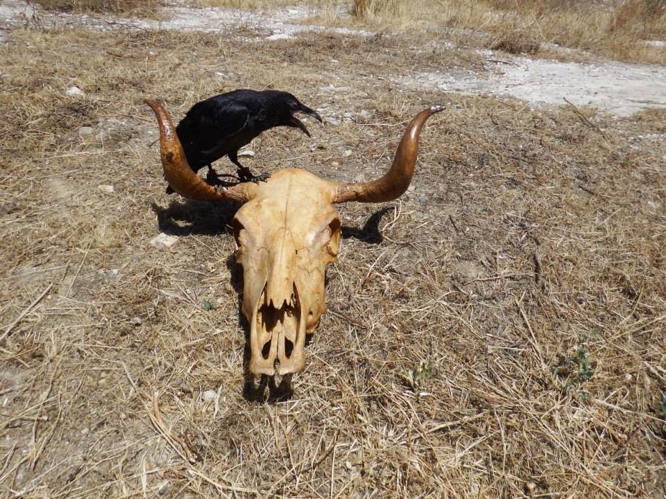 Fotos de Nuestros Cuervos - Criador de Cuervos papilleros, Corvus Corax