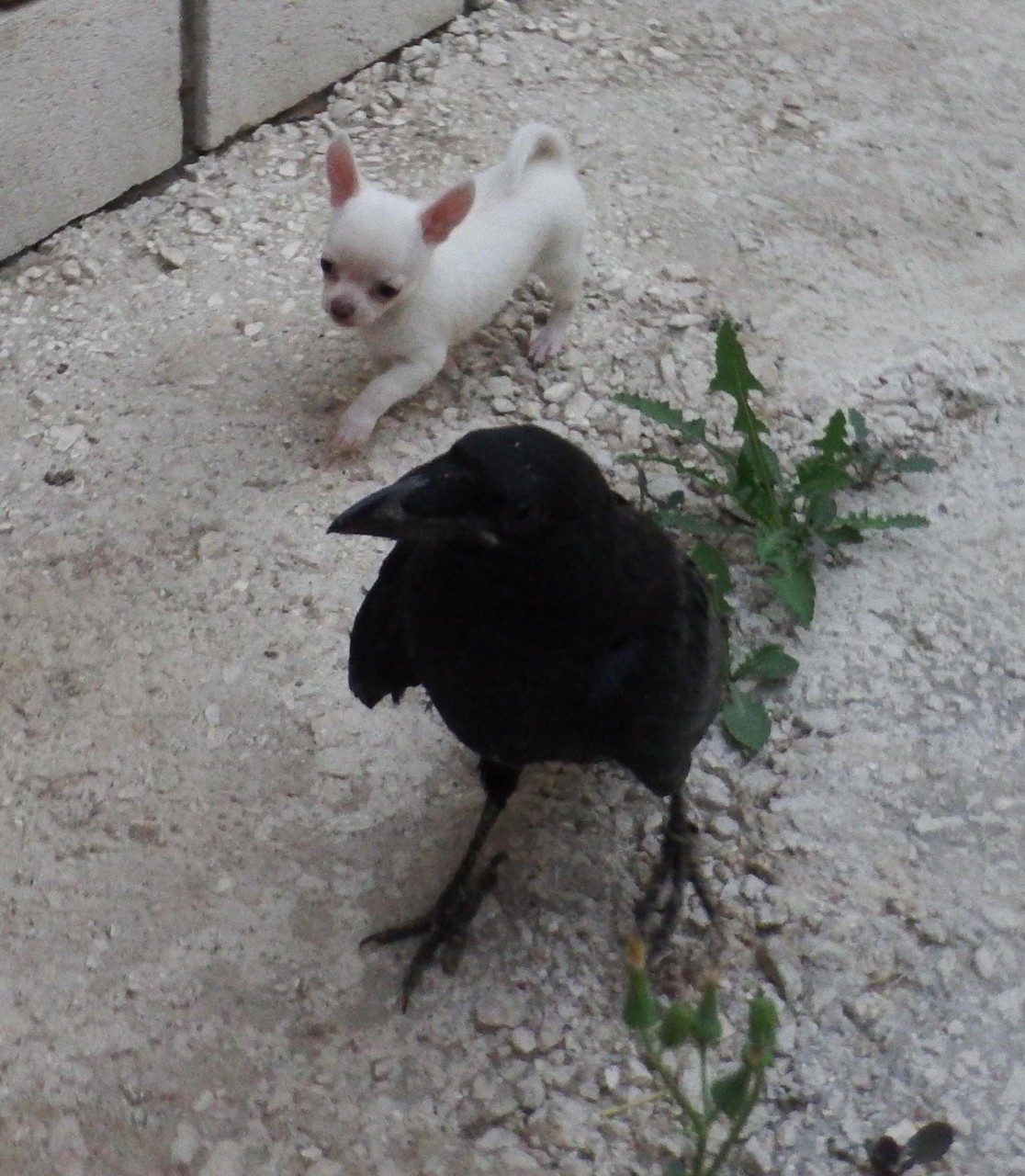 Fotos de Nuestros Cuervos - Criador de Cuervos papilleros, Corvus Corax