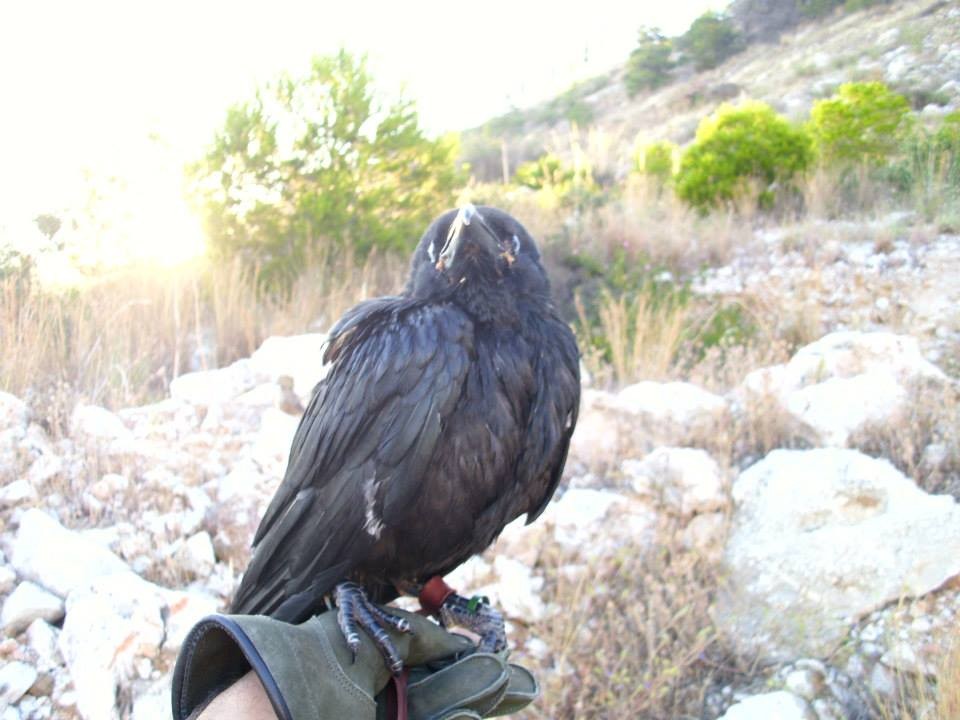 Fotos de Nuestros Cuervos - Criador de Cuervos papilleros, Corvus Corax