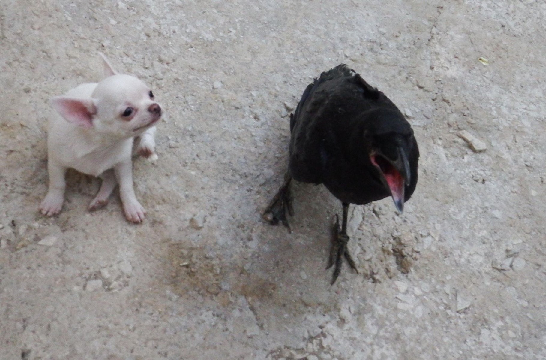 Fotos de Nuestros Cuervos - Criador de Cuervos papilleros, Corvus Corax