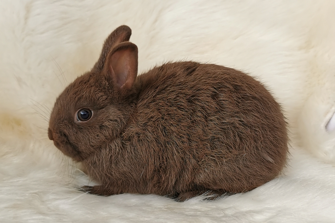 Zwergkaninchenrassen & Merkmale - zwergkaninchen-vom-mittelbergs Webseite!