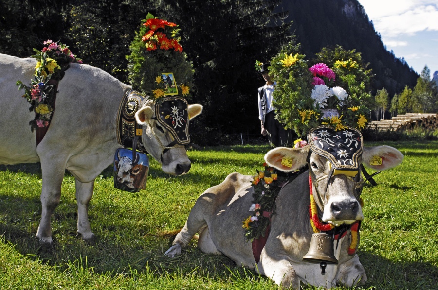 FESTIVAL DEL GUSTO & DESMONTEGADA DE LE VACHE - Mamma Dolomitica Blog