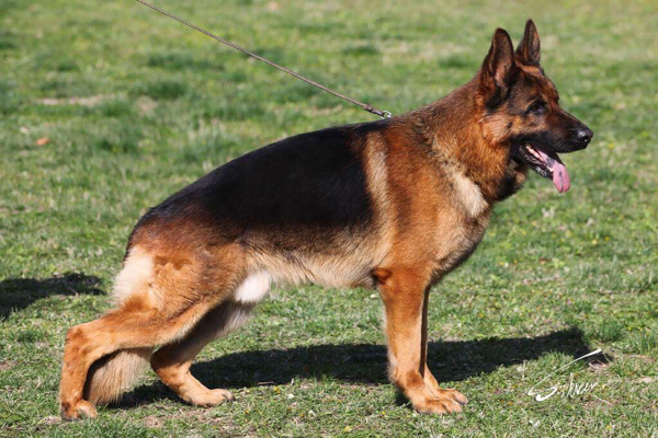 STERN DOG SCHOOL - stern-hoshino ページ！