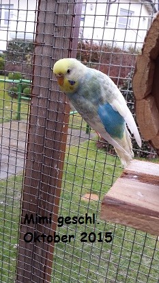 Funkelsterne - Wellensittichzucht Funkelsterne