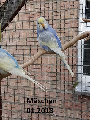 Funkelsterne - Wellensittichzucht Funkelsterne