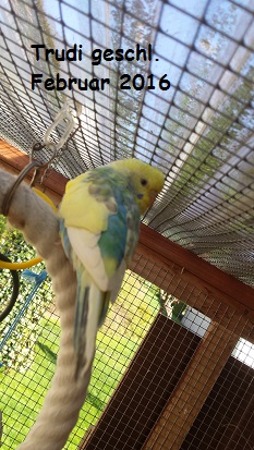 Funkelsterne - Wellensittichzucht Funkelsterne