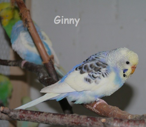 Funkelsterne - Wellensittichzucht Funkelsterne