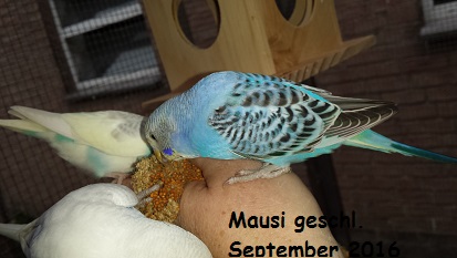 Funkelsterne - Wellensittichzucht Funkelsterne