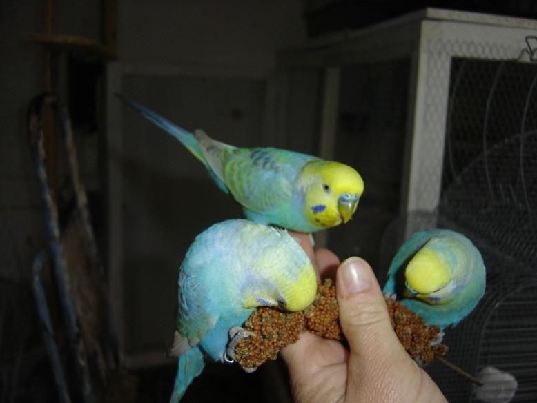 Handzahme Rainbows - Wellensittichzucht Funkelsterne