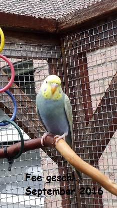 Funkelsterne - Wellensittichzucht Funkelsterne