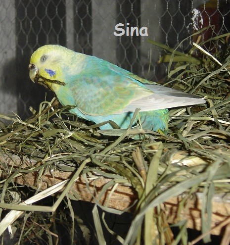 Funkelsterne - Wellensittichzucht Funkelsterne