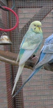 Funkelsterne - Wellensittichzucht Funkelsterne