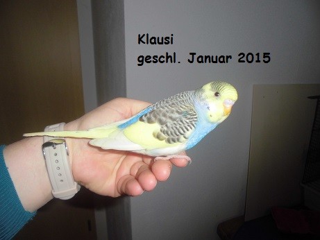 Funkelsterne - Wellensittichzucht Funkelsterne