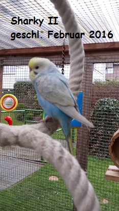 Funkelsterne - Wellensittichzucht Funkelsterne