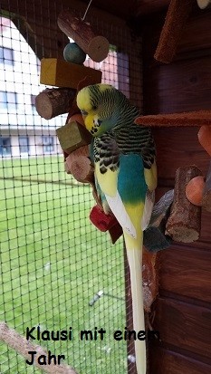 Funkelsterne - Wellensittichzucht Funkelsterne