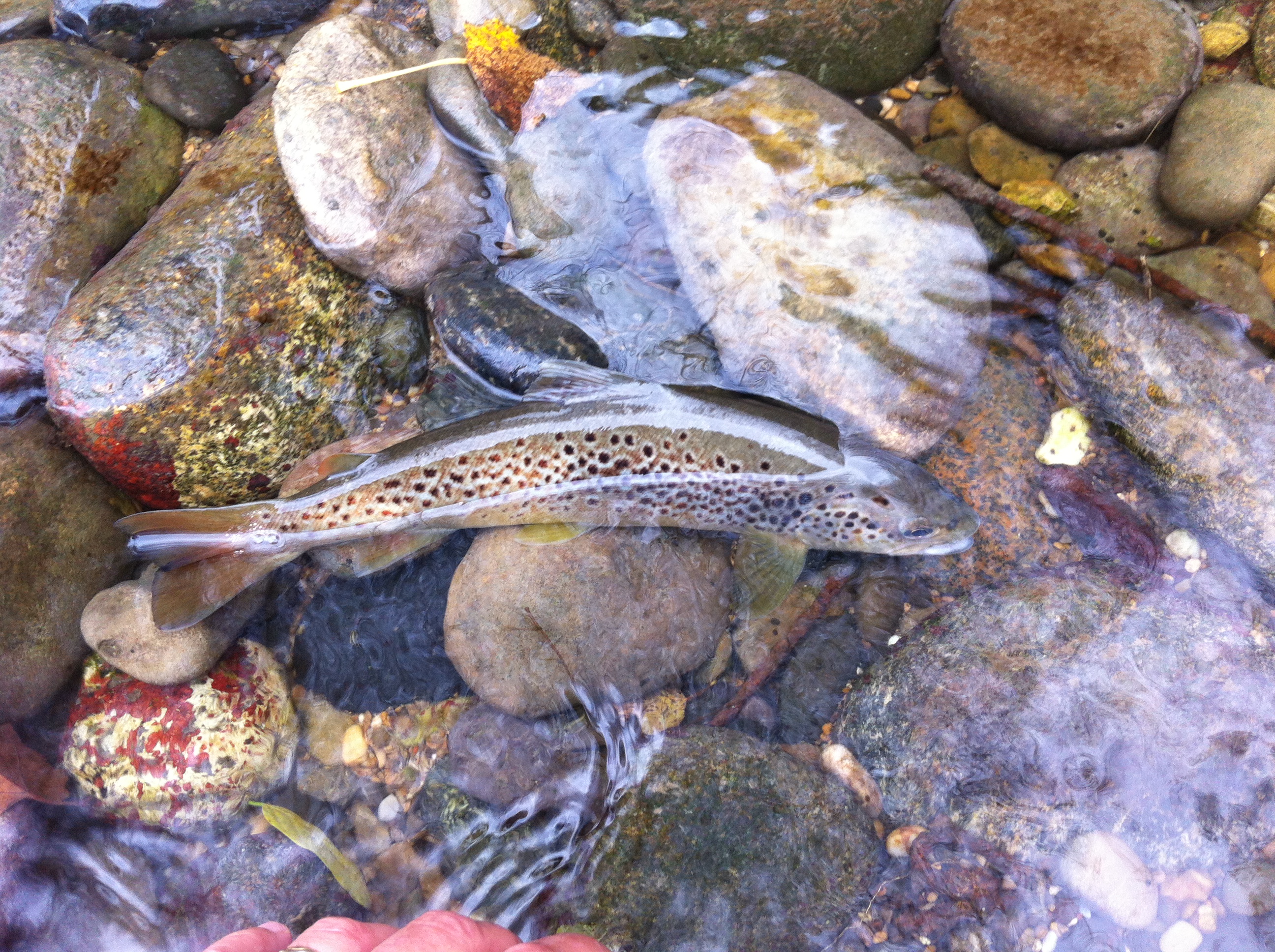 Fleuves et Rivières - Pêche Pyrénées Audoises