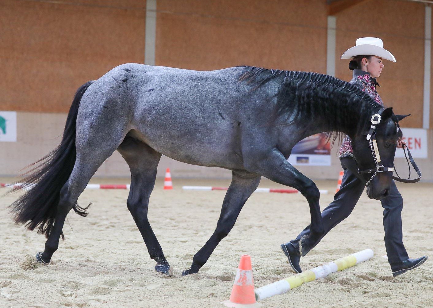 Pferde - Western and Drive Horses Melanie Rufener