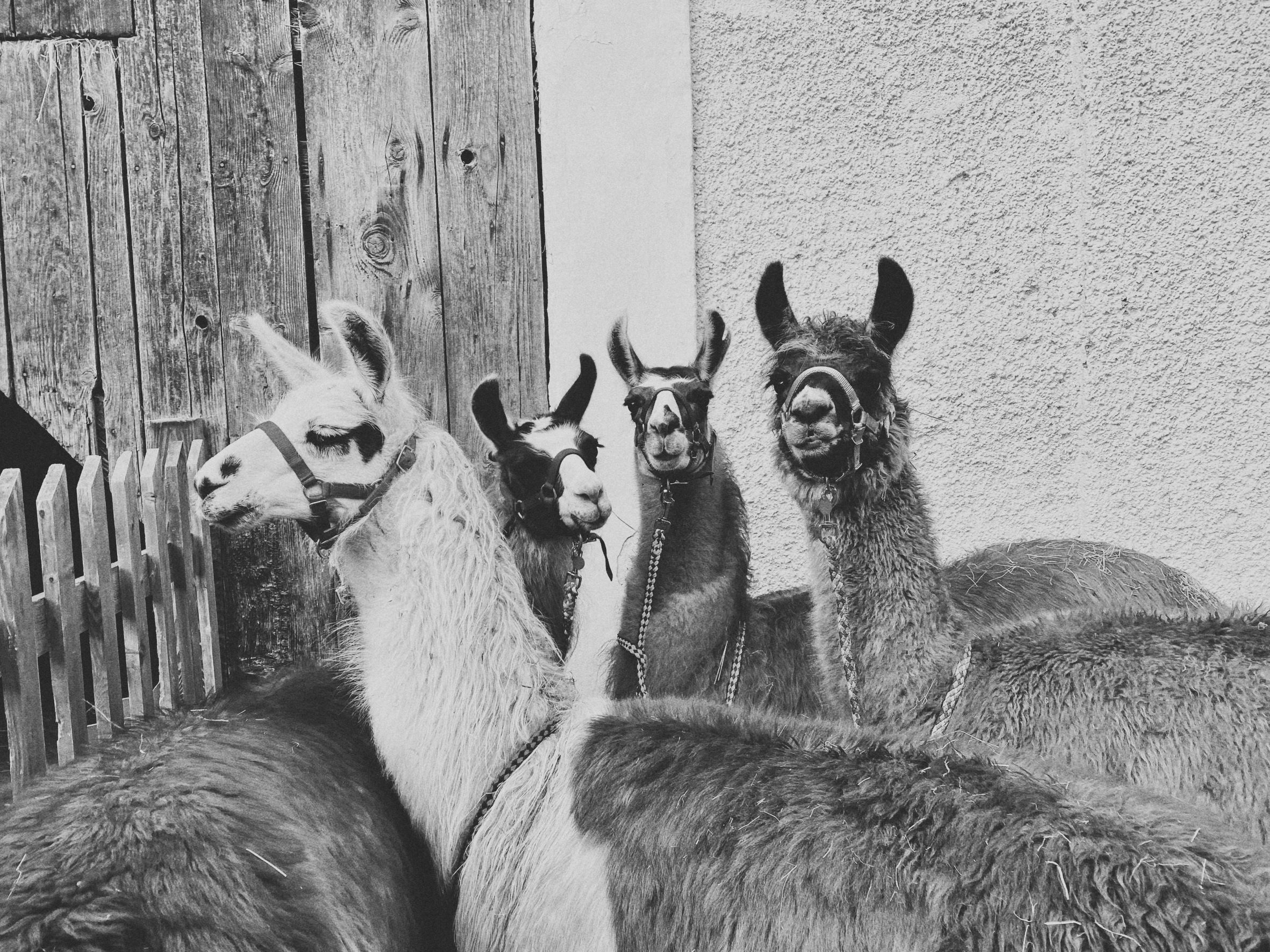 Das Team - Lama Wandern Trekking - Wanderlama