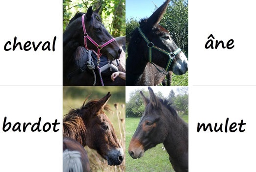 Le cheval et l'âne - Site de domaine-avallon