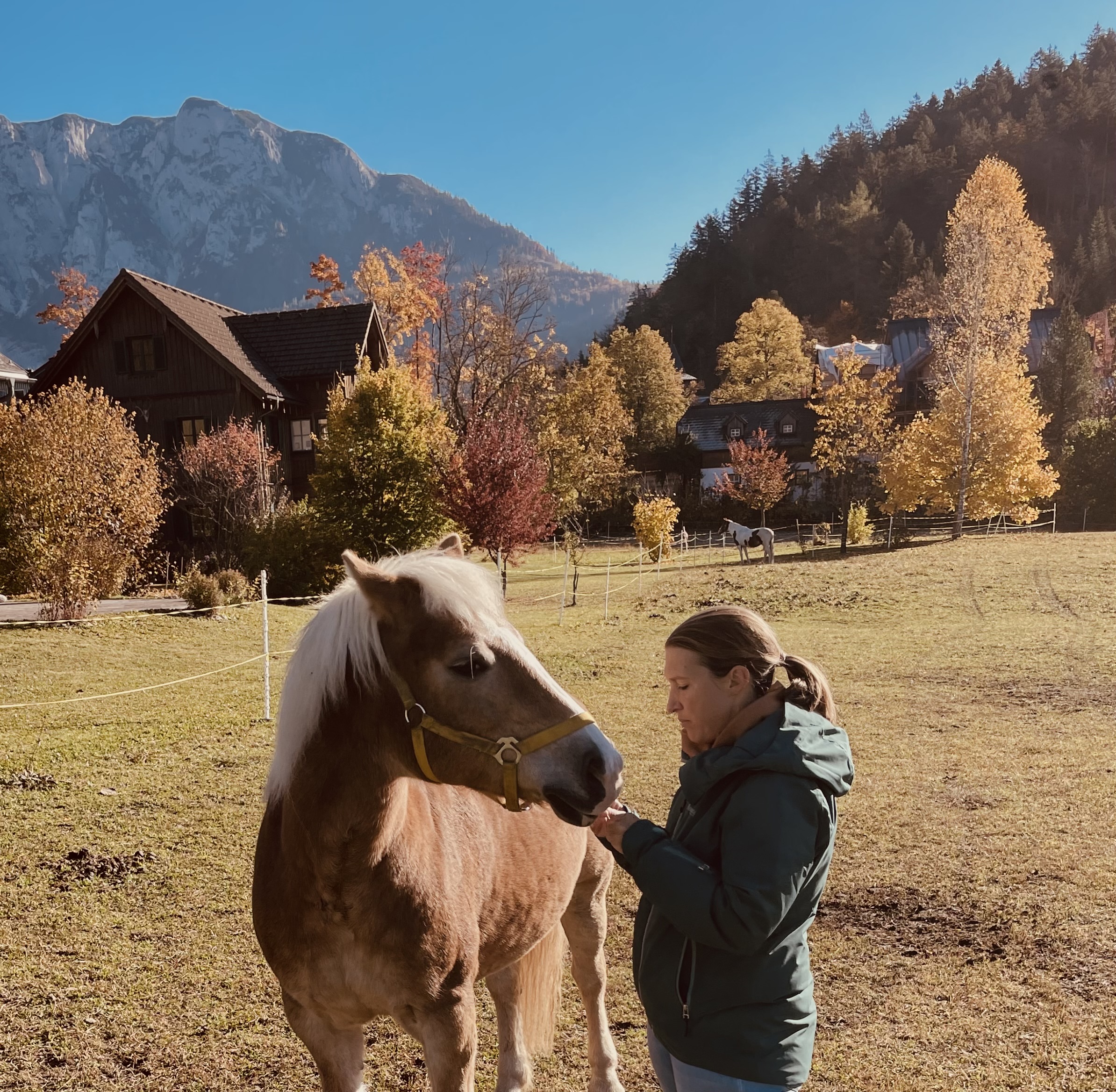 Impressum - Tierarzt Mag. med. vet. Alexandra Frosch in Altaussee