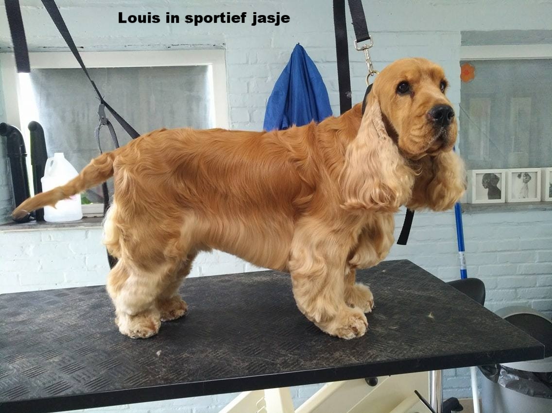 Links - Flaccus - Engelse Cocker Spaniels