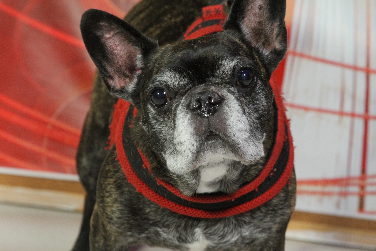 2022/8/21 ティキちゃん・ルアナちゃん（3回目のご来館） - 愛犬と一緒に添い寝できる温泉宿 箱根強羅グアムドッグ本店の公式ホームページ