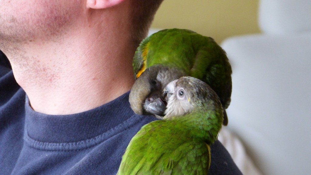 Mohrenkopfpapageien - parrots from hell